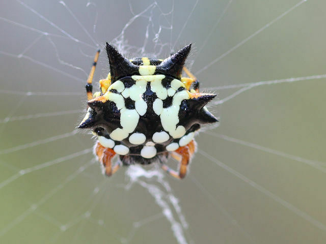 Christmas Jewel Spider in December 2022 by T. Westmeier · iNaturalist
