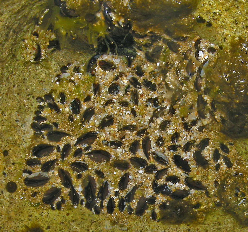 Hawaiian Mussel from Kihei, HI 96753, USA on May 13, 2016 at 02:55 PM ...