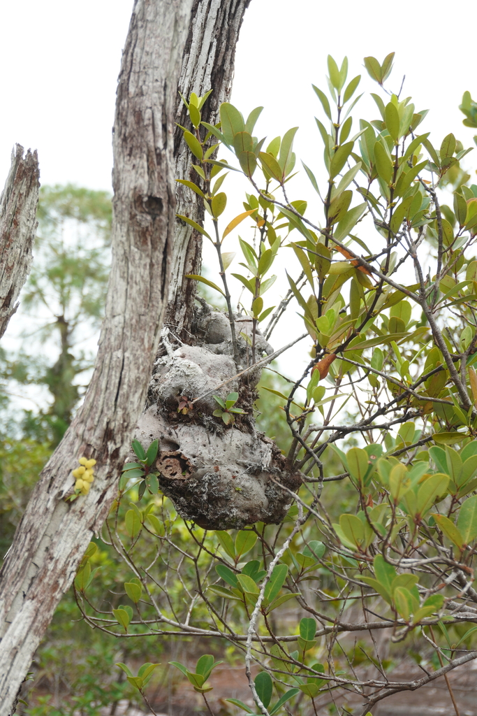 Hydnophytum formicarum from Kuching, Sarawak, Malaysia on April 23 ...