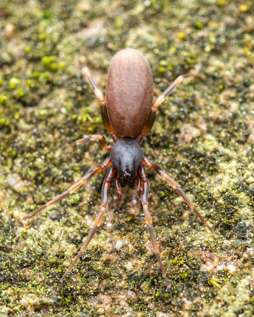 Sneak Spider from Pfälzer Wald, Esthal, Rheinland-Pfalz, DE on May 20 ...