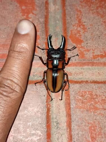 Subspecies Prosopocoilus biplagiatus andamanus · iNaturalist