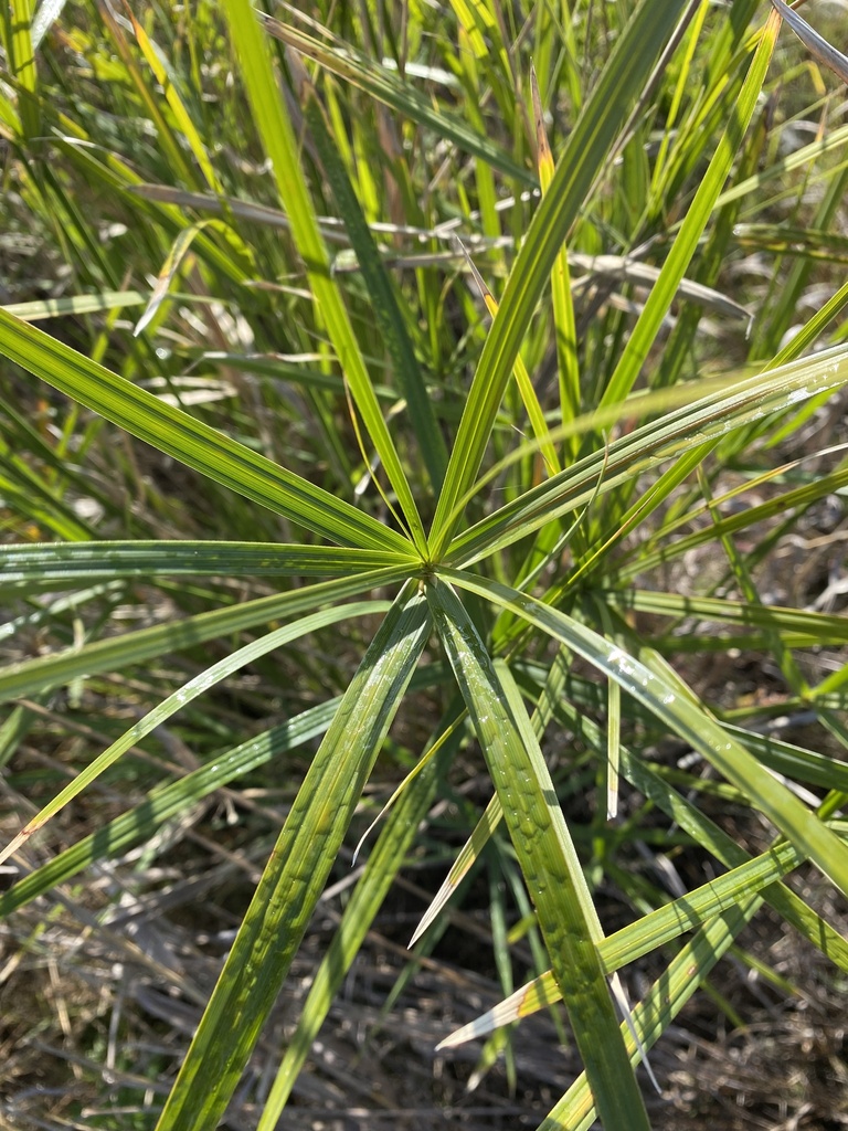 Cyperus sexangularis from Mathopestad B, North West, ZA on May 21, 2023 ...