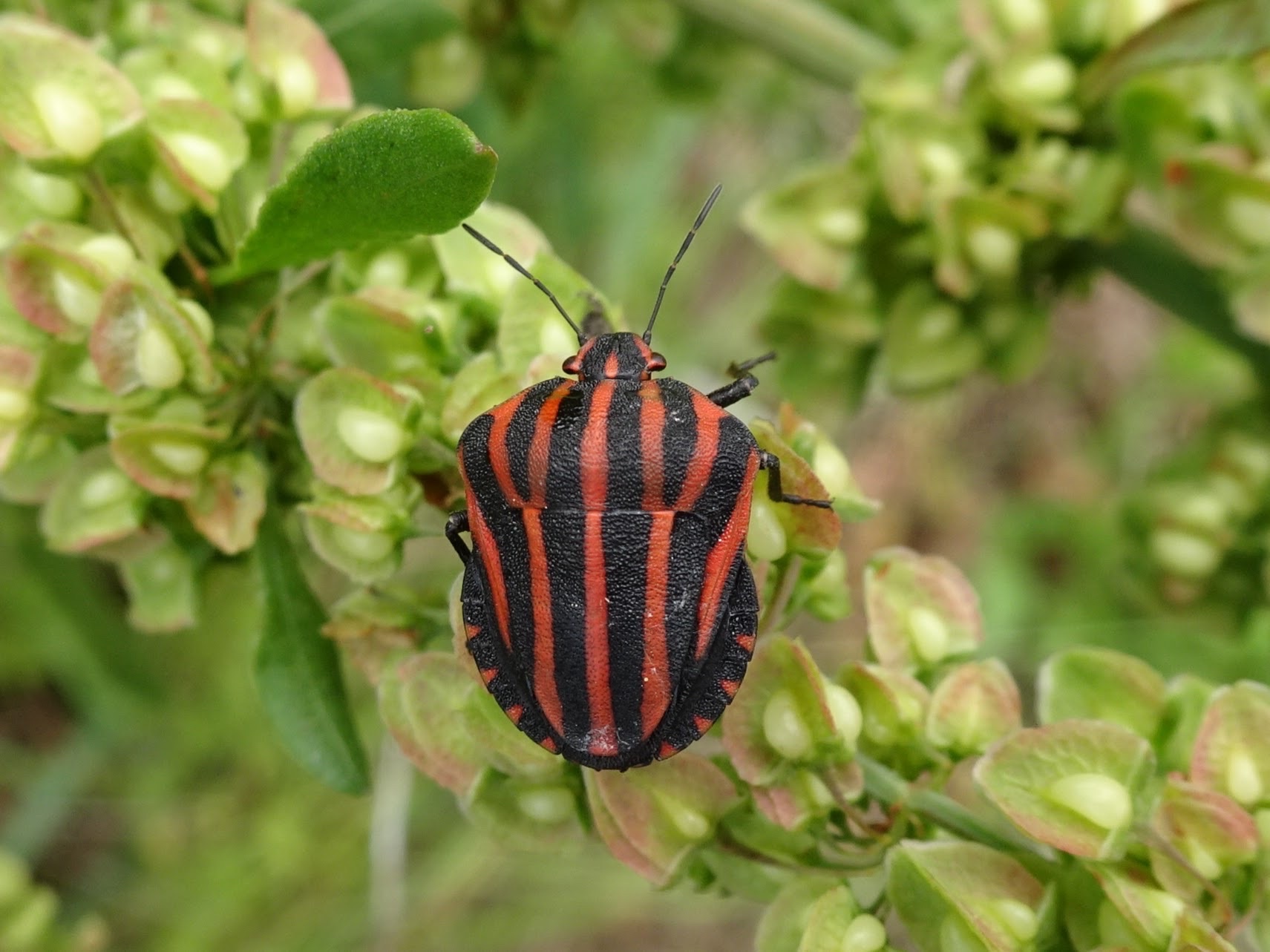 Graphosoma rubrolineatum (Westwood, 1837)