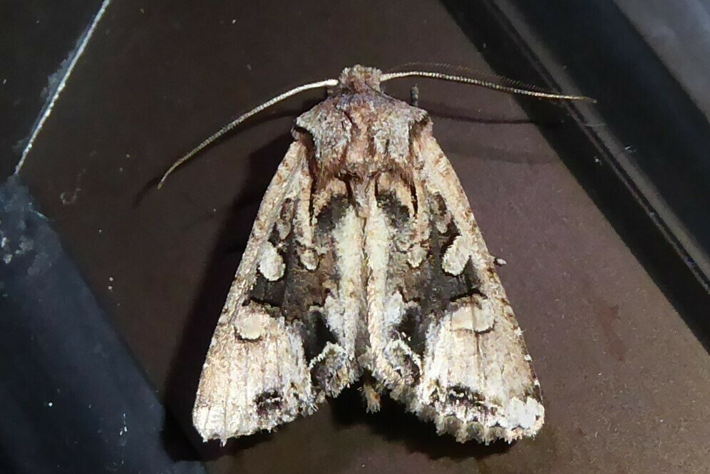 Ichneutica scutata from Waikouaiti, New Zealand on May 09, 2023 at 08: ...