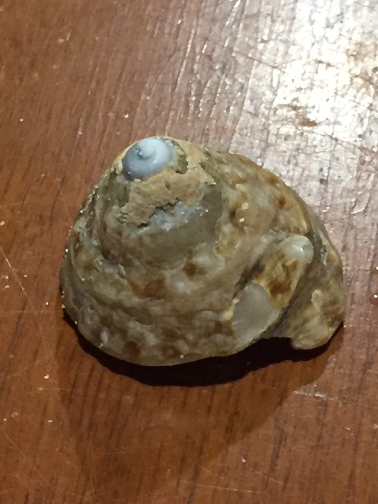 Common Tent Shell from Urunga, NSW, AU on May 21, 2023 at 06:10 PM by ...