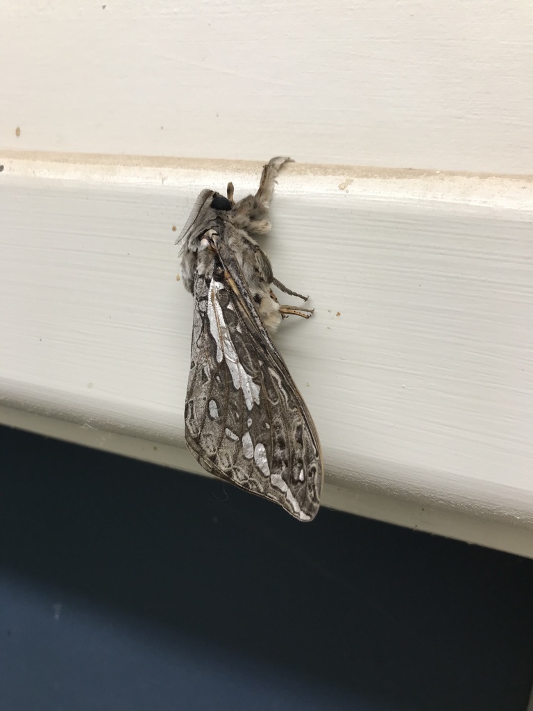 Western Pale Rain Moth from Caiguna, WA, AU on May 21, 2023 at 12:13 PM ...