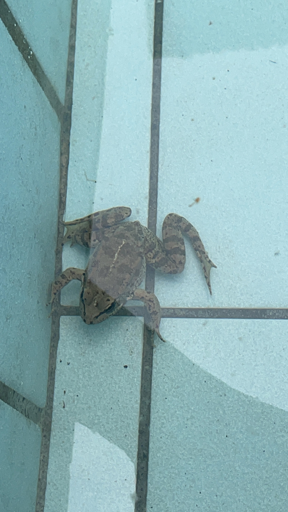 Cretan Frog in May 2023 by pepperpop · iNaturalist