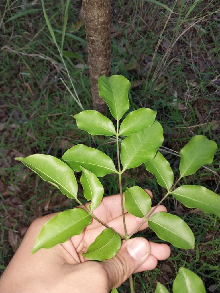 celery wood from Hills District, AU-QL, AU on May 21, 2023 at 04:07 PM ...