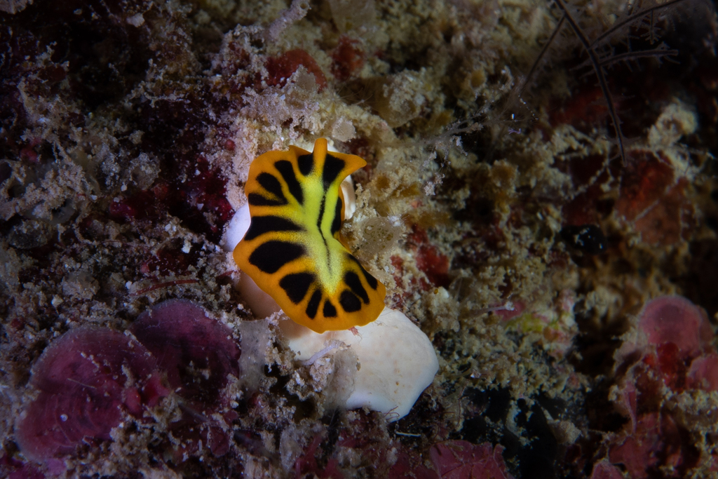 Divided Flatworm from Dembeni, Mayotte on May 19, 2023 at 06:53 PM by ...