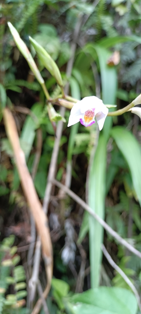 Bletilla formosana from 546台灣南投縣仁愛鄉頂春陽 on May 21, 2023 at 02:50 PM by ...