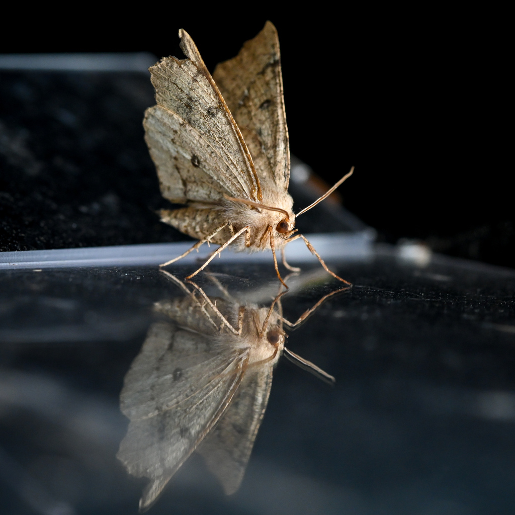 Scalloped Hazel from Heol-Y-Deri, Cardiff CF14 6HE, UK on May 19, 2023 ...