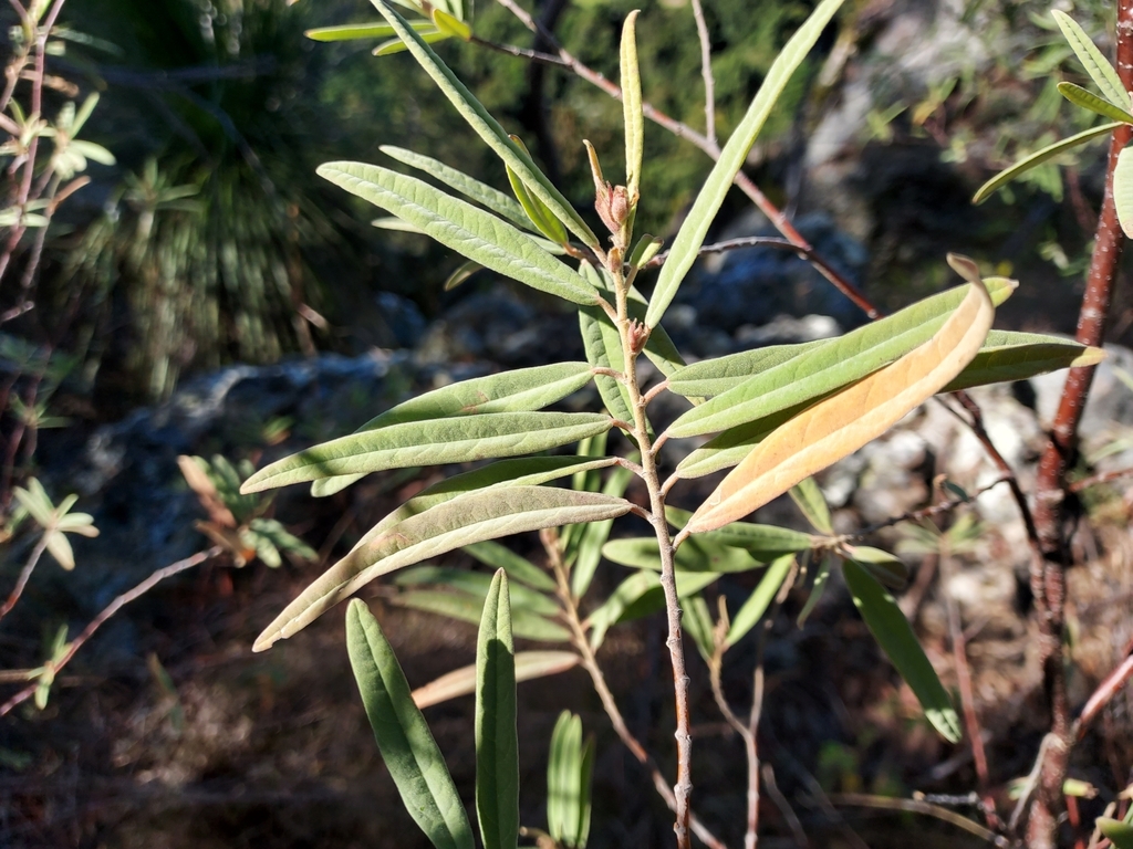 Commersonia salviifolia from Mount Lindesay QLD 4287, Australia on May ...