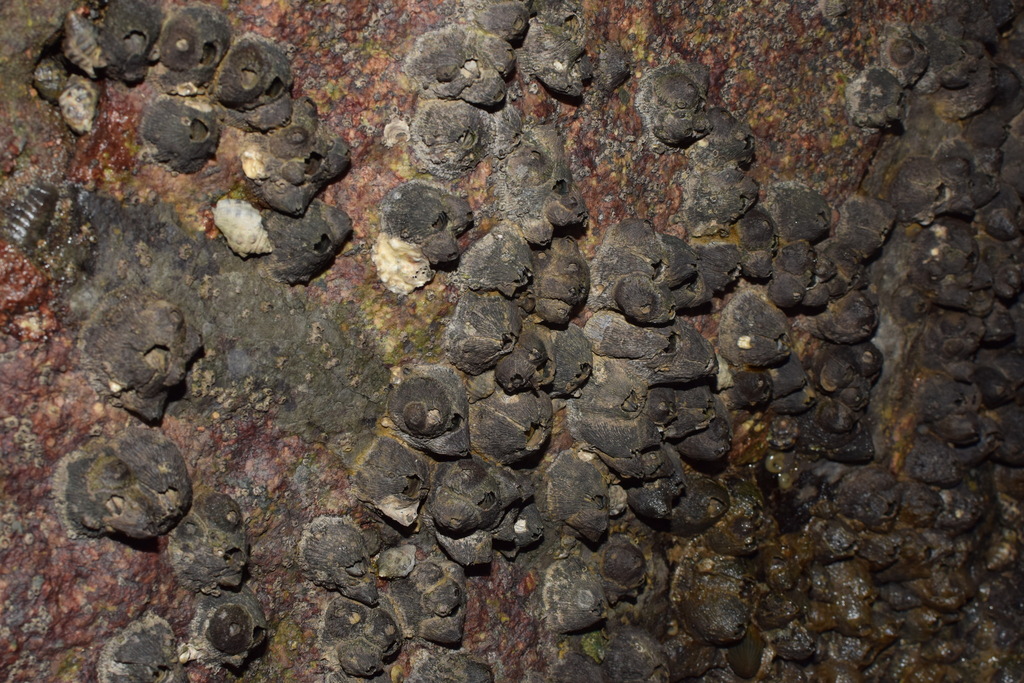 Japanese Volcano Barnacle from 中国浙江省温州市洞头区 on May 20, 2023 at 05:39 PM ...