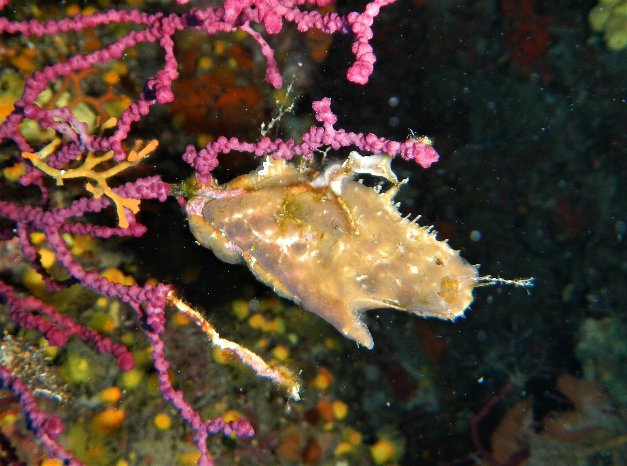 Pteria hirundo (Linnaeus, 1758)