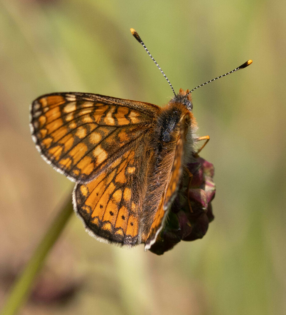 Marsh Fritillary from Kayl, Luxembourg on May 18, 2023 at 03:54 PM by ...