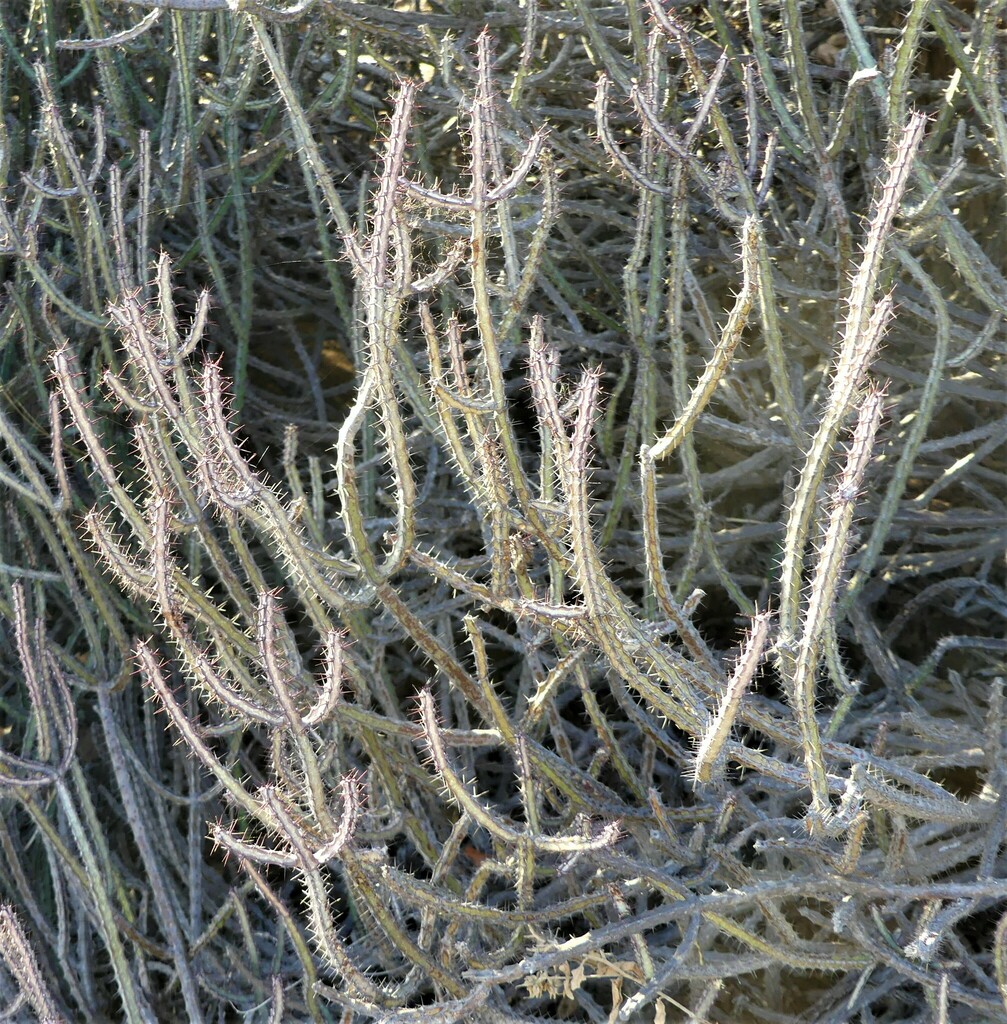 spurges from Chivilila Falls, Gona re Zhou NP, Chiredzi, Zimbabwe on ...