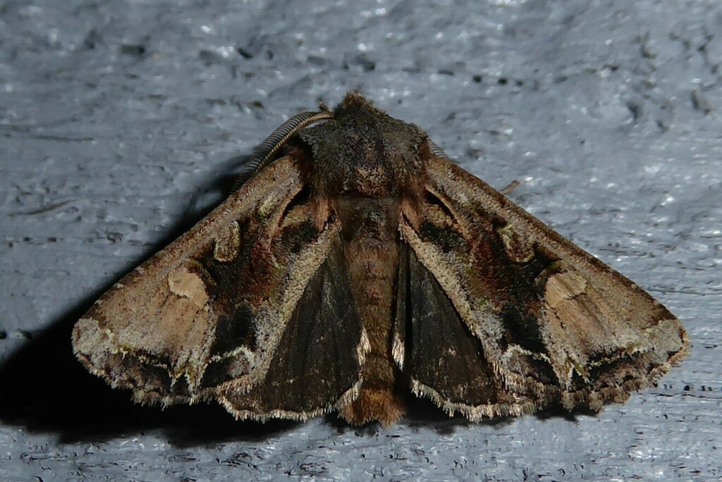 Ichneutica scutata from Waikouaiti, New Zealand on May 12, 2023 at 06: ...