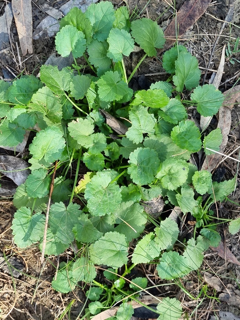 Carolina Bristlemallow from Wunghnu VIC 3635, Australia on May 21, 2023 ...