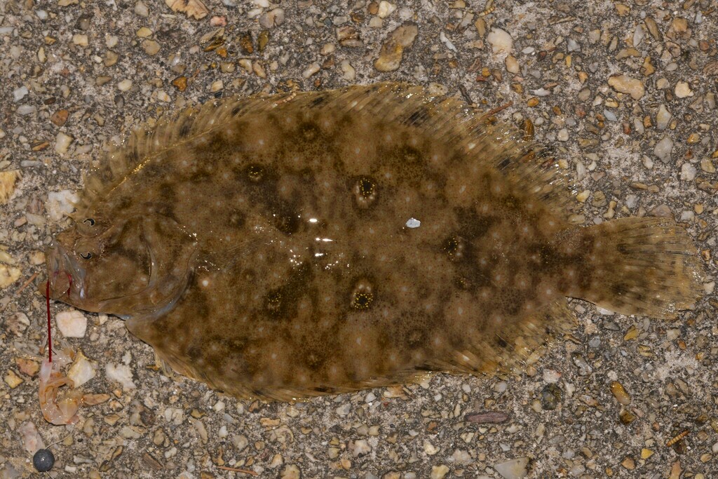 Smalltooth Flounder from Nambucca Heads NSW 2448, Australia on May 21 ...