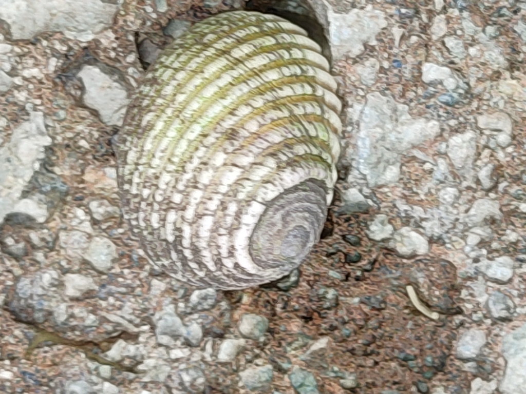 Pleated Nerite from British Indian Ocean Territory on May 21, 2023 at ...