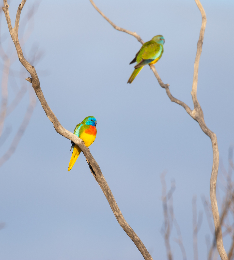 Scarlet-chested Parrot from Gluepot SA 5417, Australia on May 19, 2023 ...