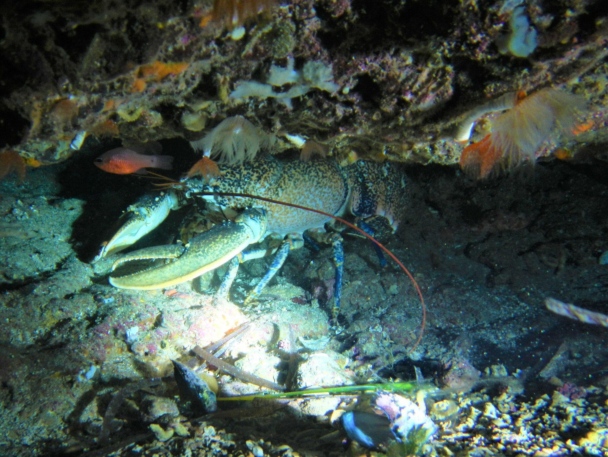 Homarus gammarus (Linnaeus, 1758)