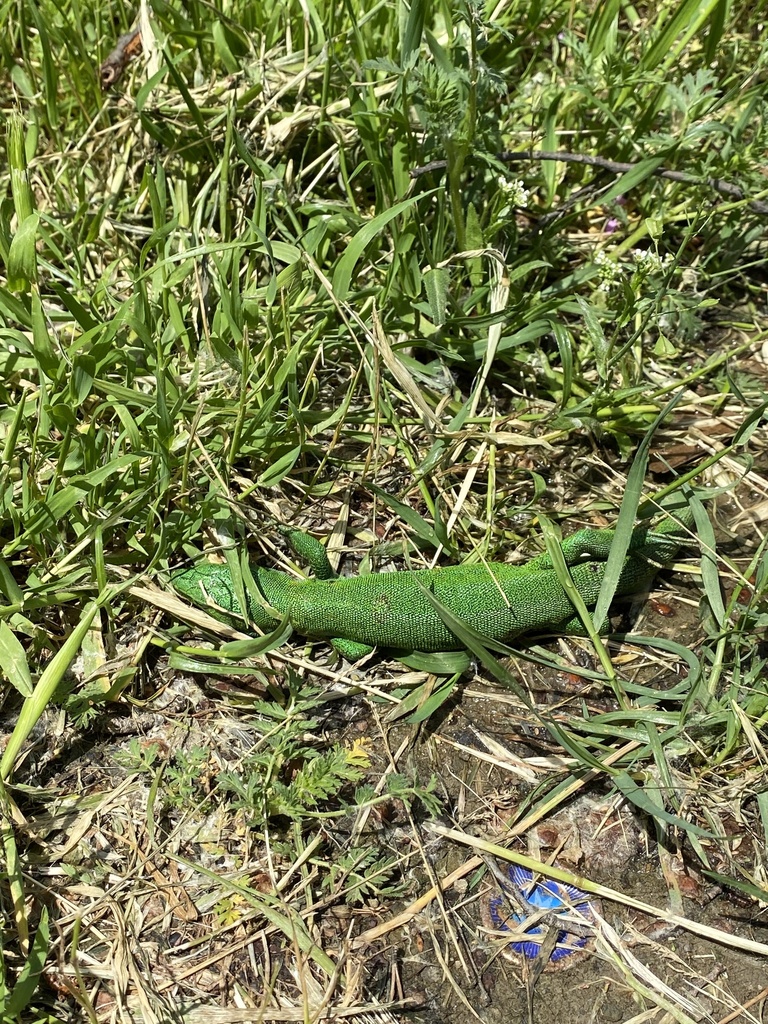 Medium Lizard from Тбилиси, GE on May 21, 2023 at 02:01 PM by Taisiya ...