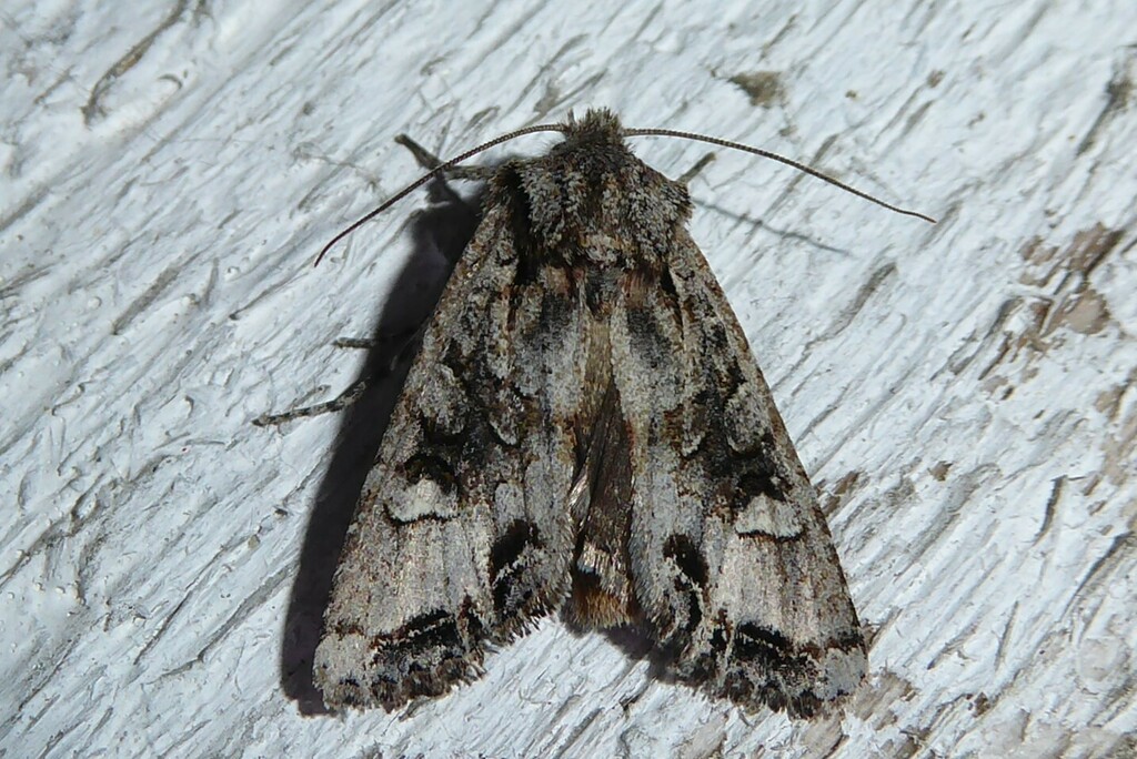 Ichneutica scutata from Waikouaiti, New Zealand on May 12, 2023 at 08: ...