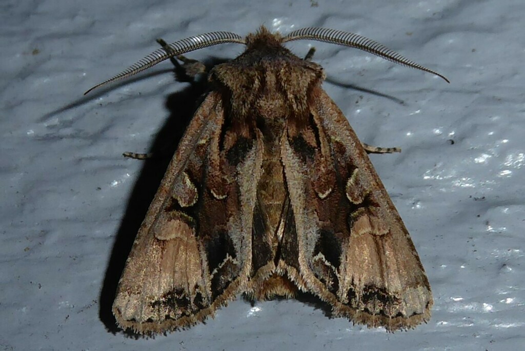 Ichneutica scutata from Waikouaiti, New Zealand on May 12, 2023 at 08: ...