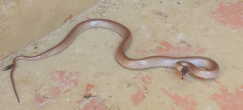 Marbled Tree Snake from Skukuza, 1350, South Africa on April 26, 2021 ...