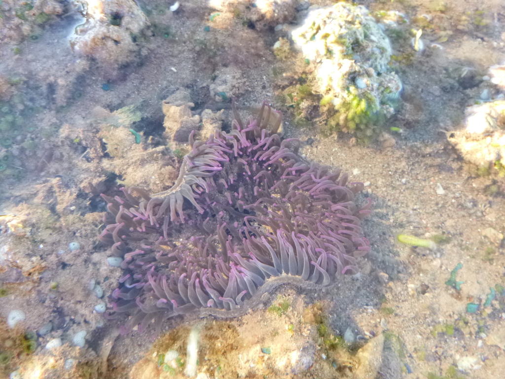 Beaded sea anemone from Port Hedland WA 6721, Australia on May 20, 2023 ...