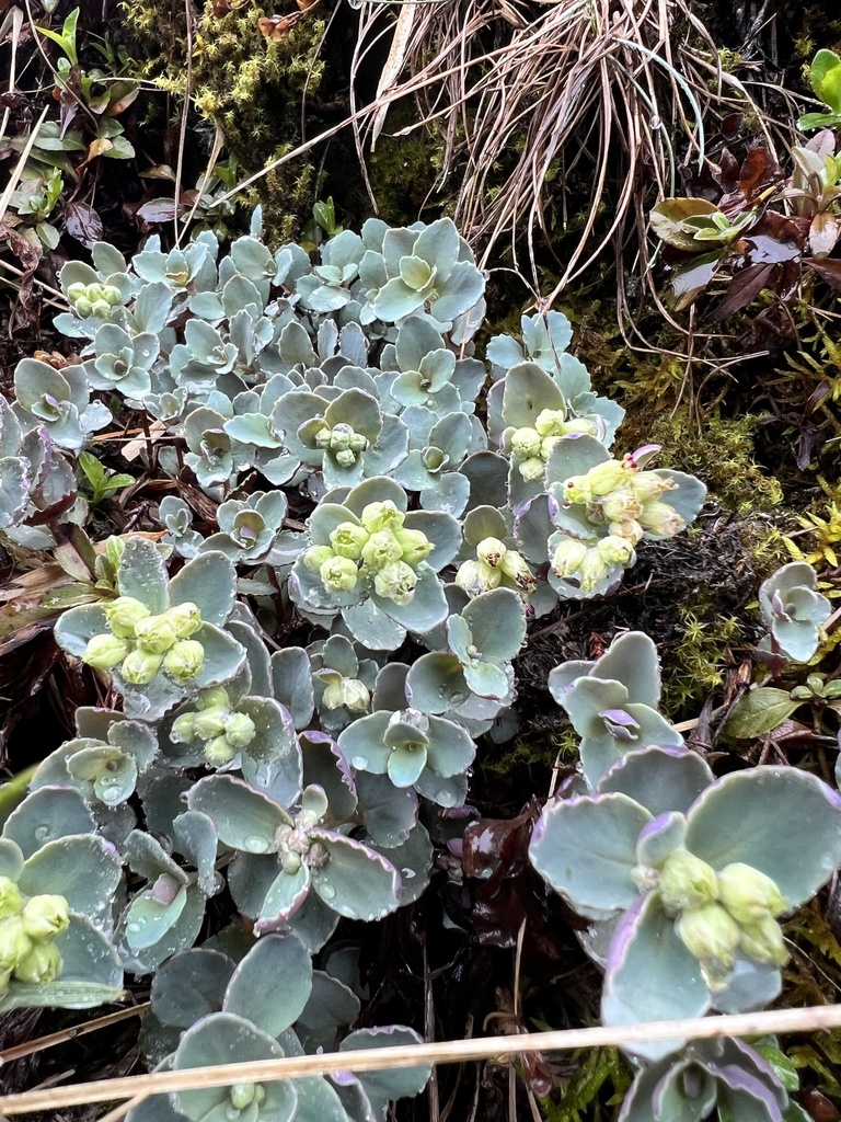 (Phedimus subcapitatum) - Botanical Realm