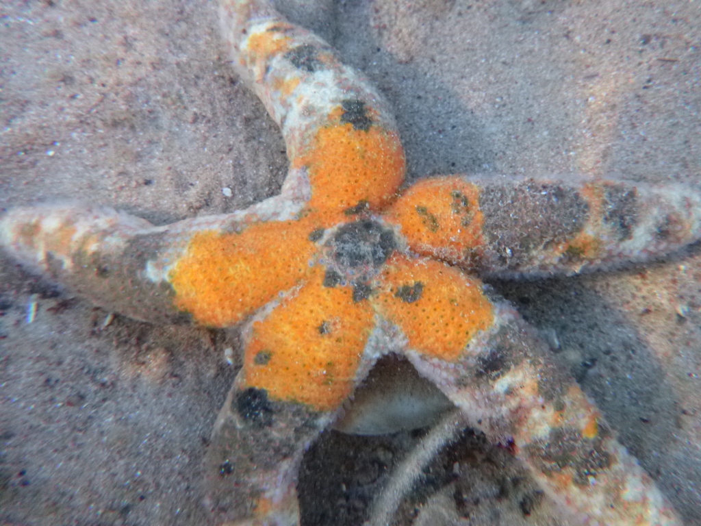 Nepanthia belcheri from Port Hedland WA 6721, Australia on May 20, 2023 ...