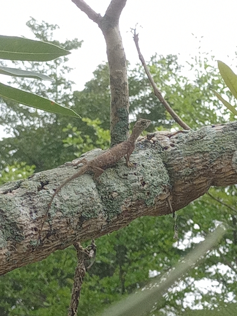 Sumatran Flying Dragon from 9GPC+CF7, Mendalo Darat, Jambi Luar Kota ...