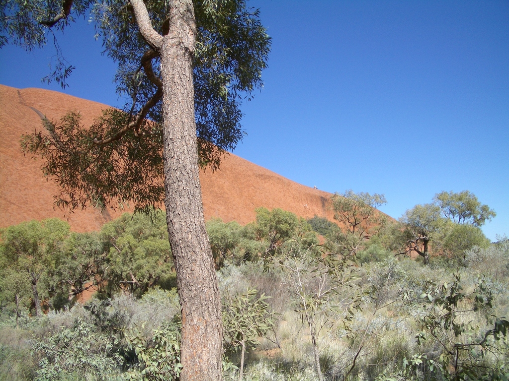 dicots from Petermann NT 0872, Australia on July 2, 2004 at 11:43 AM by ...