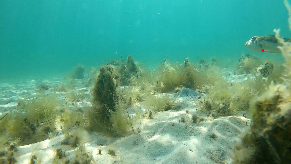 Weeping Toadfish from Port Adel. Enfield - Coast, AU-SA, AU on February ...