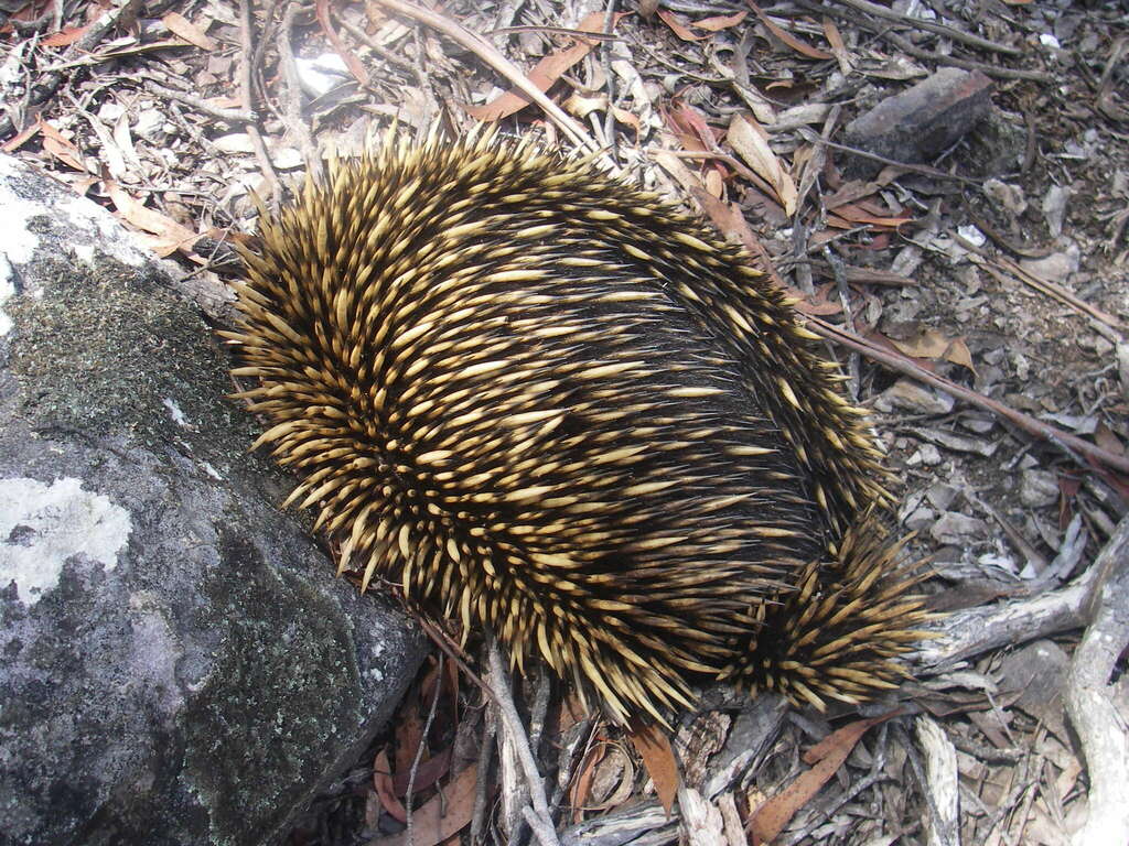Short-beaked Echidna from Thurat Tops, Kanangra NSW 2787, Australia on ...