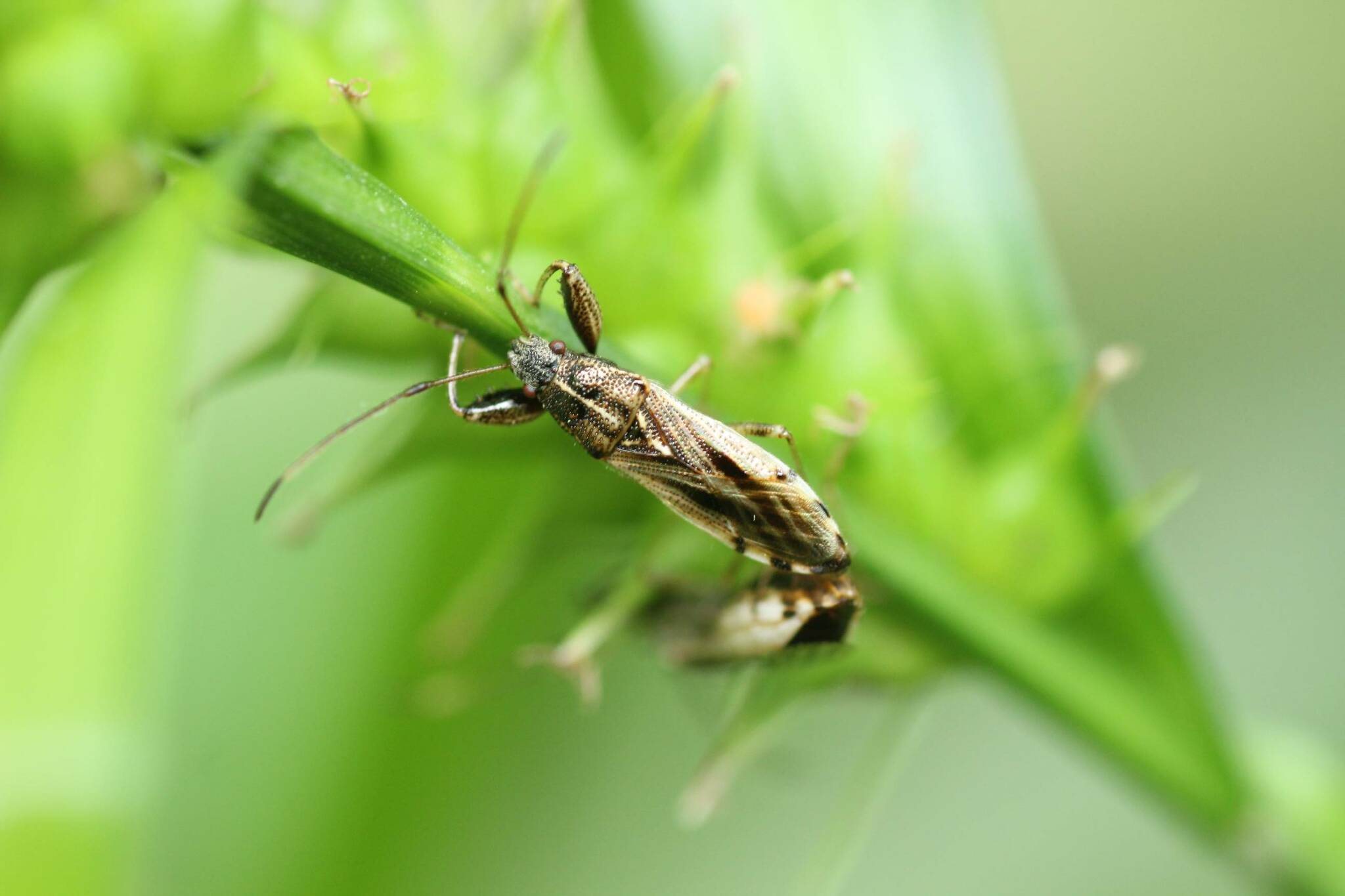 Pachygrontha similis Uhler, 1896