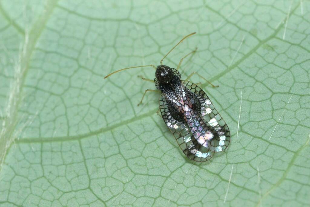 Andromeda Lace Bug from 長池公園 on May 3, 2023 at 01:10 PM by 登坂久雄 ...