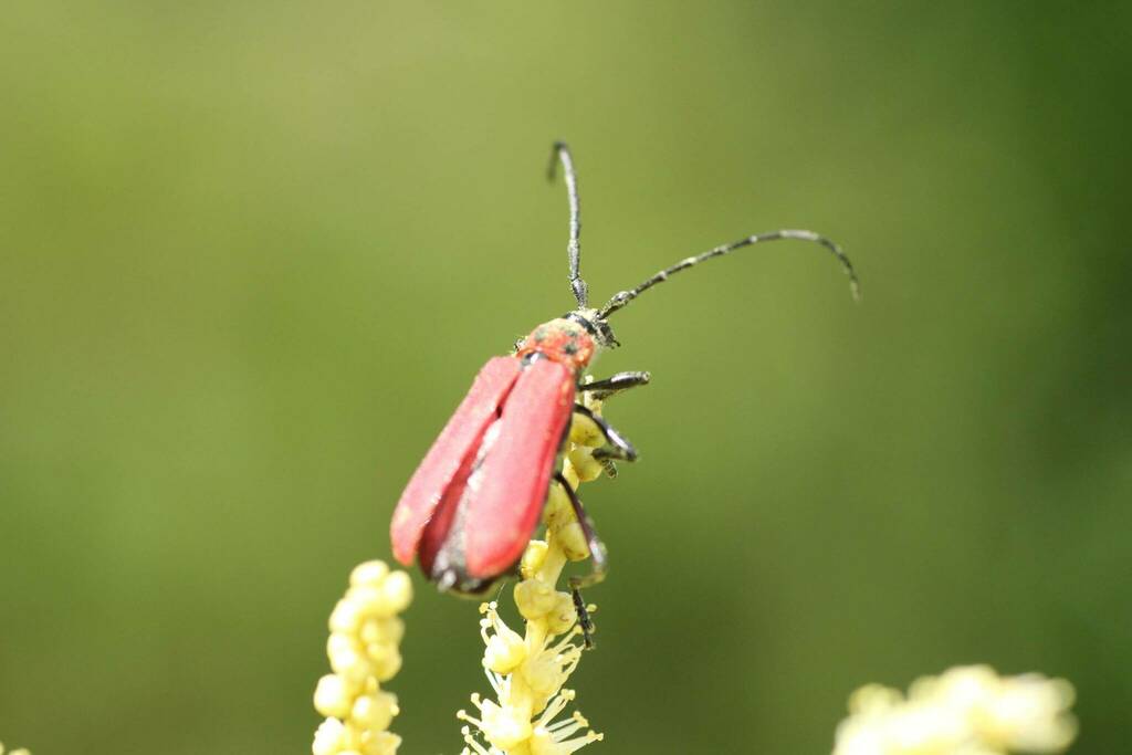 Red Longicorn Beetle from 蓮生寺公園 on May 3, 2023 at 02:24 PM by 登坂久雄 ...