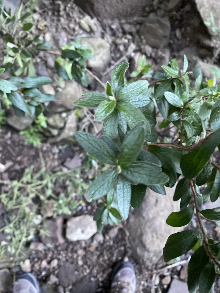 Bluebush from Golden Gate Highlands National Park, Bethlehem, FS, ZA on ...