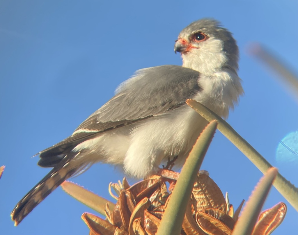 Pygmy Falcon from ǁKaras, NA on May 19, 2023 at 05:01 PM by Alex ...