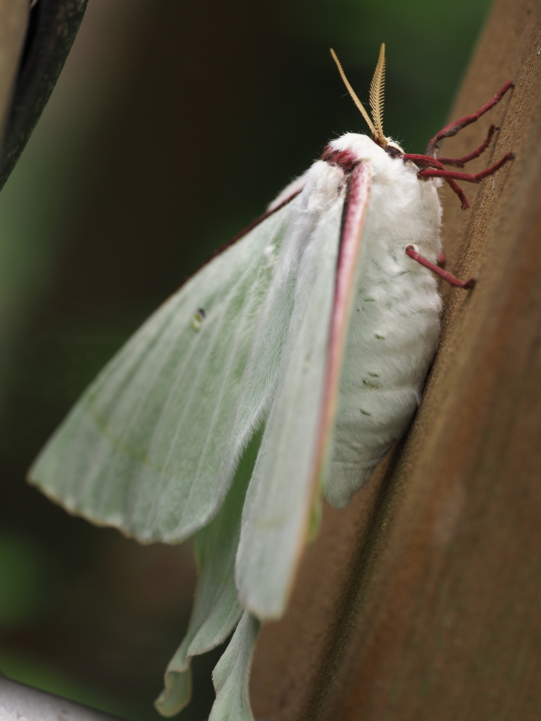 Actias aliena aliena from 日本、〒252-0028 神奈川県座間市入谷東 on May 21, 2023 at 11 ...