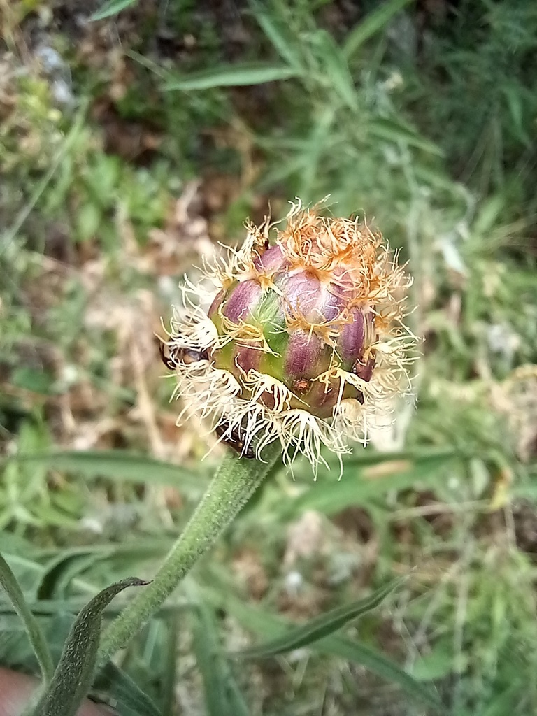 Cheirolophus sempervirens from Fontelas, Loures, Lisboa on May 20, 2023 ...