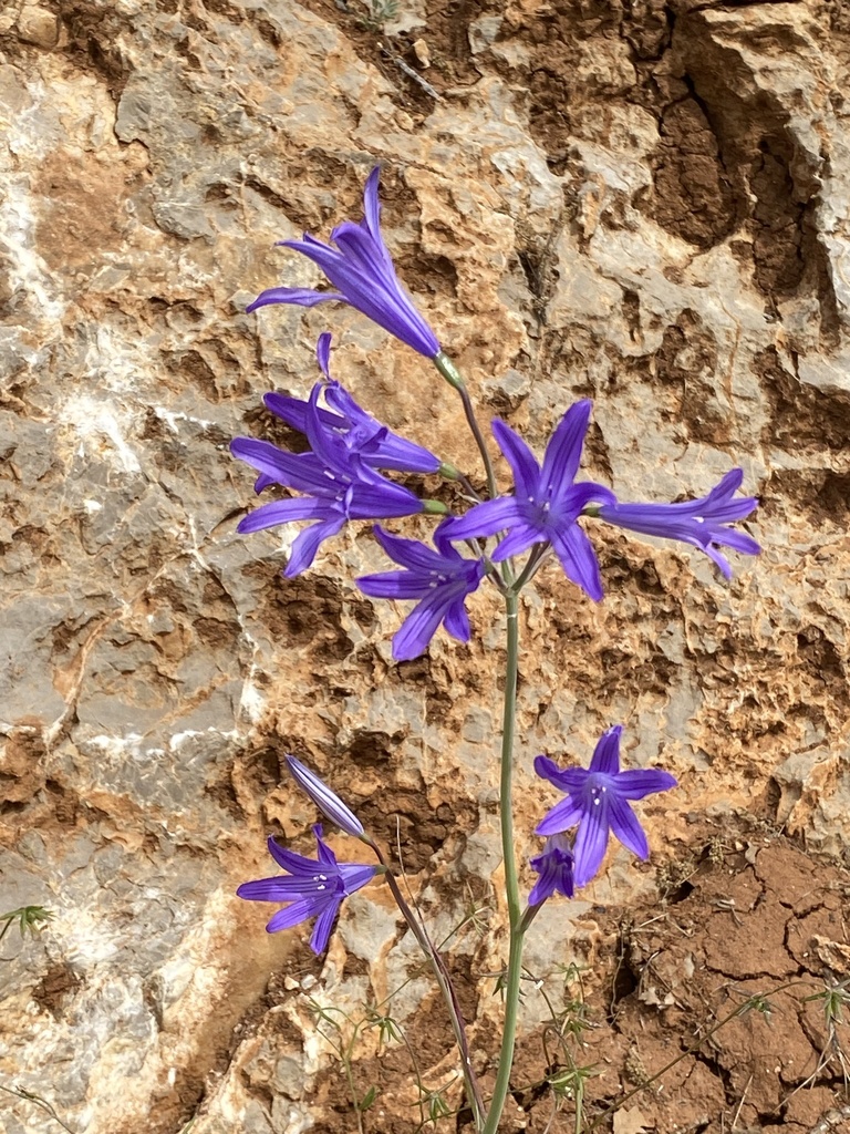 Siberian Lily from Highway 98 on May 18, 2023 at 03:31 PM by ...