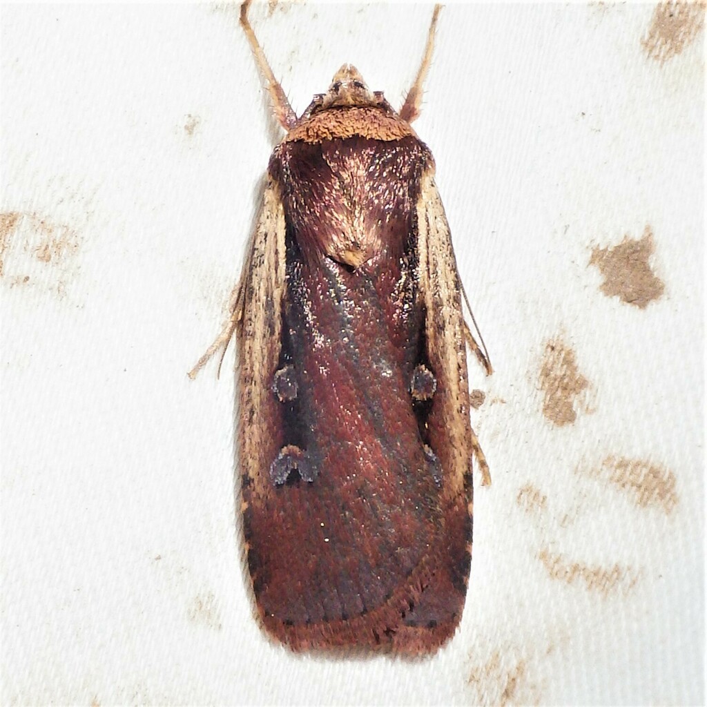Flame-shouldered Dart from Fitzgerald Rd, Burdett, NY 14818, USA on May ...