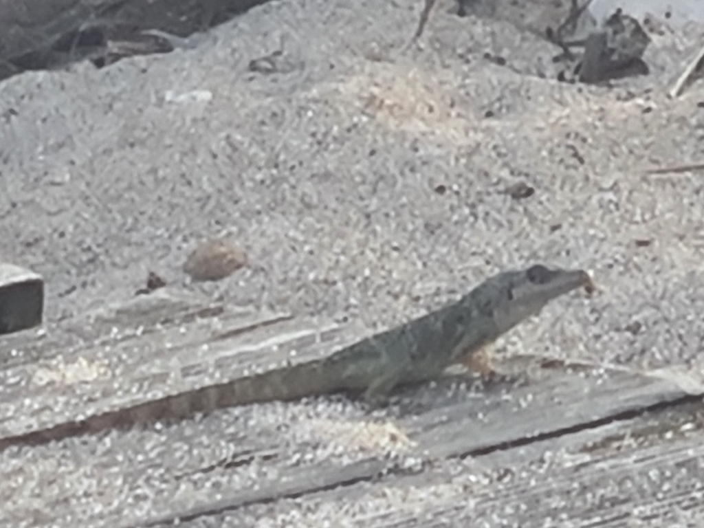 Bronze Anole from Tobago, TT on May 18, 2023 at 04:48 PM by rjmcx ...