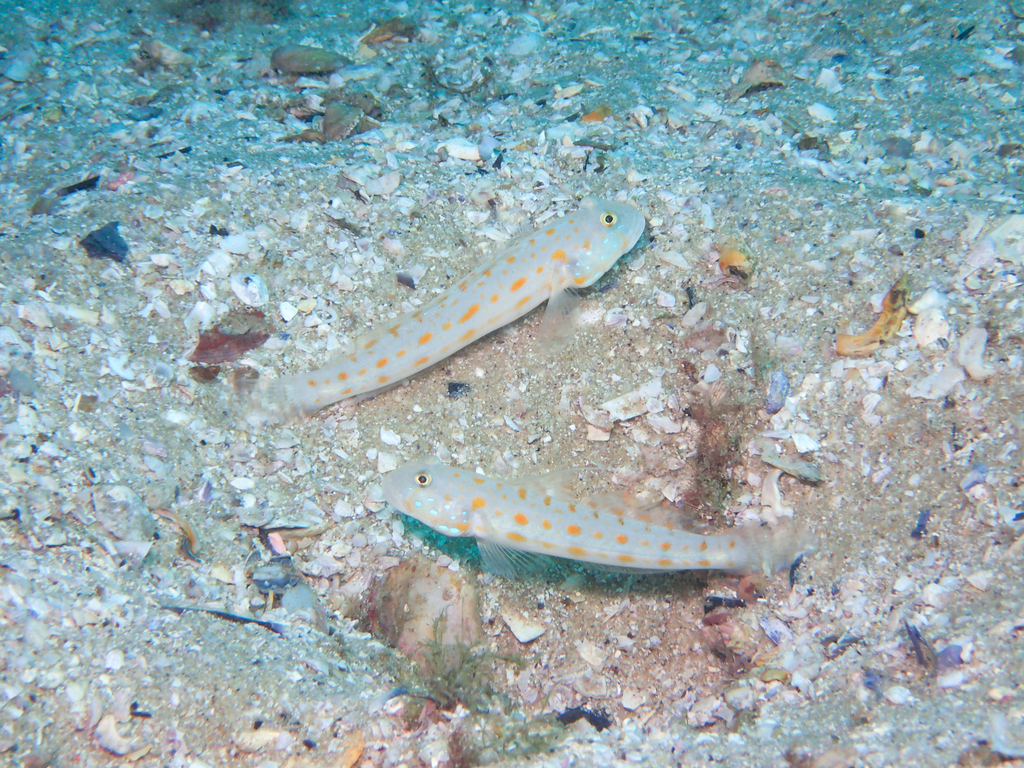Orange-dashed Goby from Jervis Bay JBT 2540, Australia on May 20, 2023 ...
