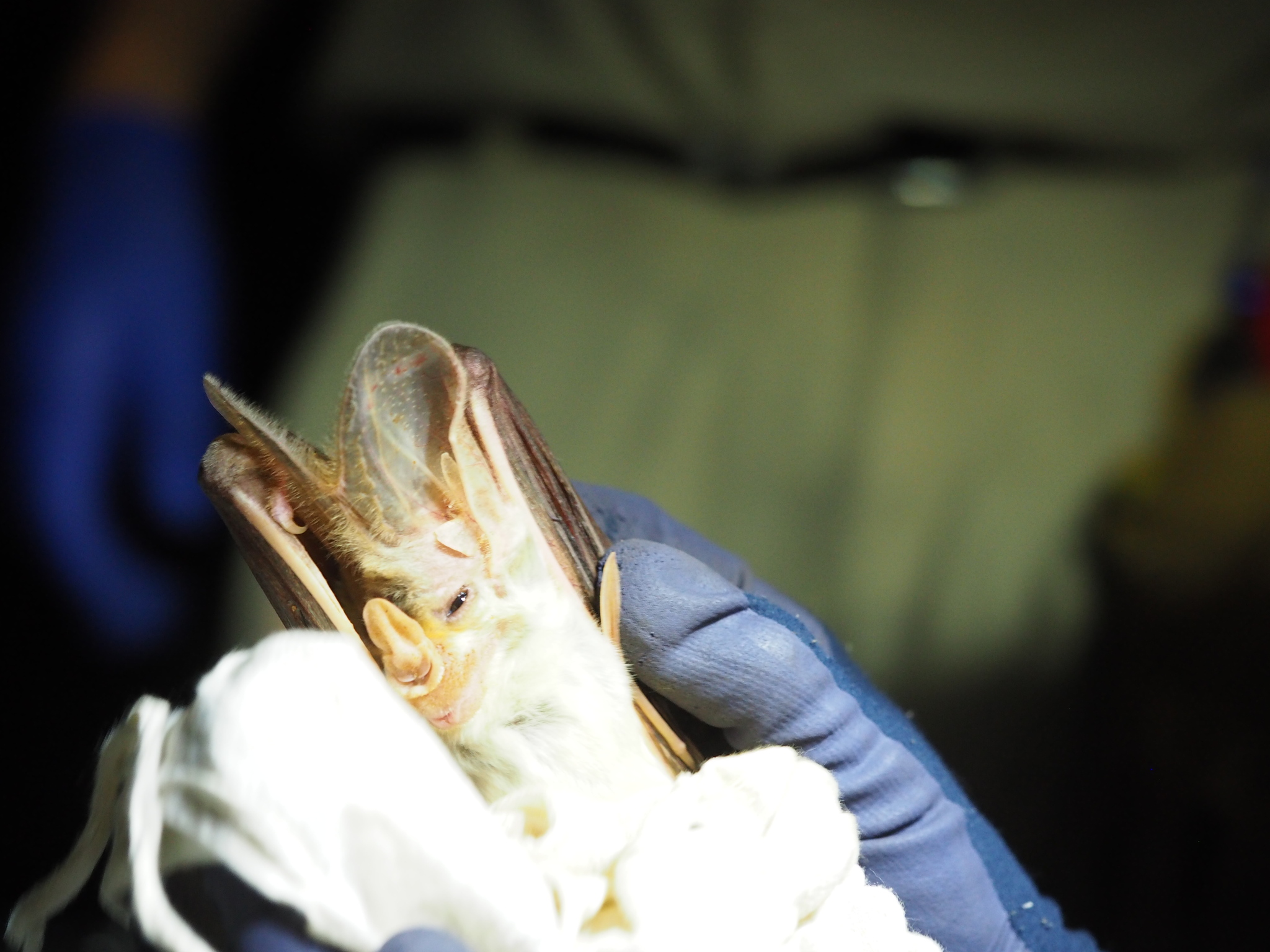 Macroderma gigas (Dobson, 1880)