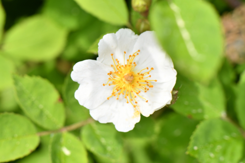 multiflora rose from 대한민국 횡성군 on May 21, 2023 at 04:29 AM by Junho Choe ...